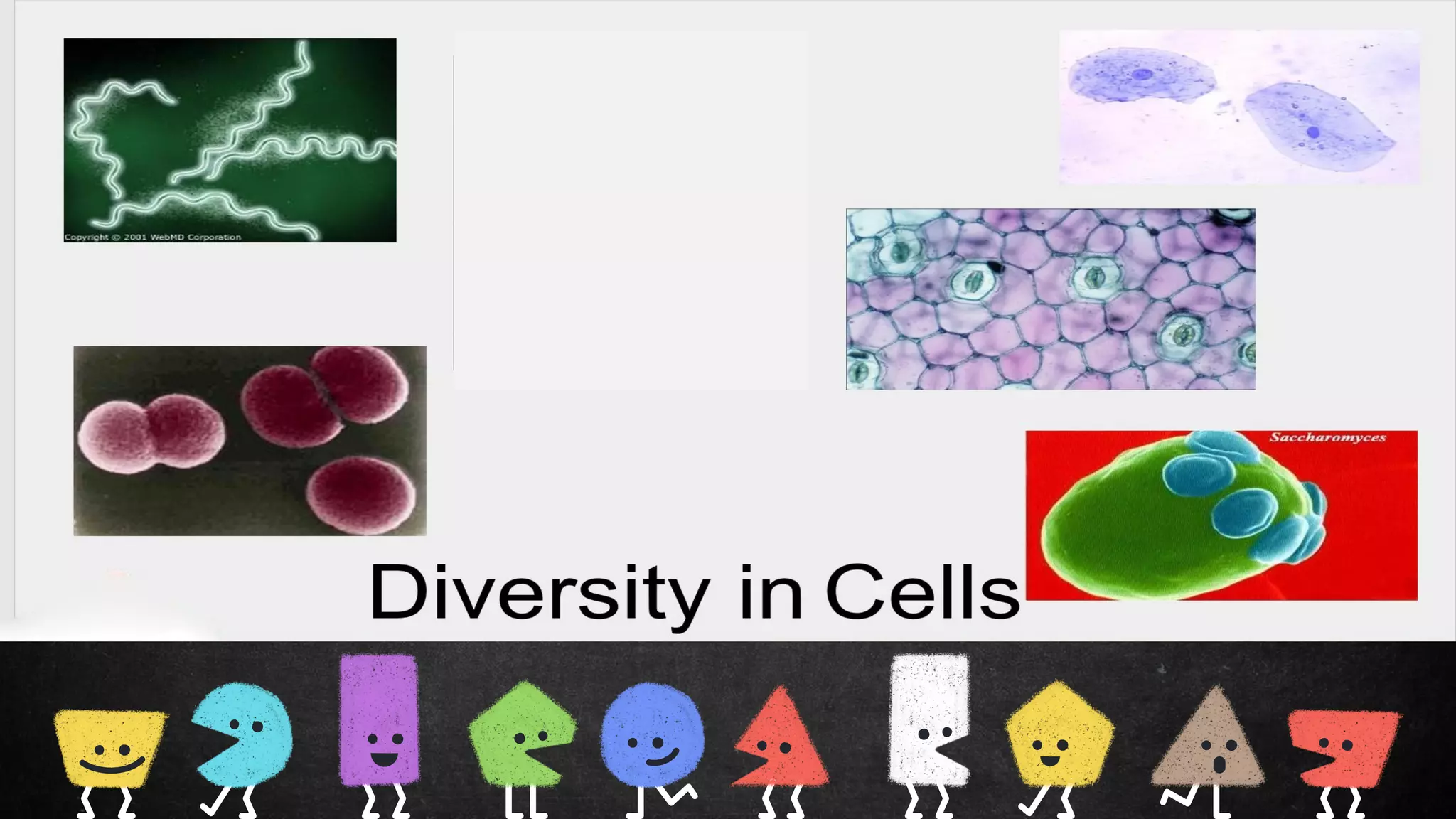 Module 1 The Cell.pdf