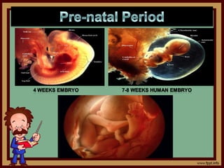 Module 2- The Stages of Development and Developmental Tasks | PPT