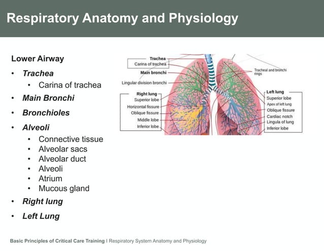 Module 2.1 Respiratory Anatomy & Physiology | PPTX | Lung and ...