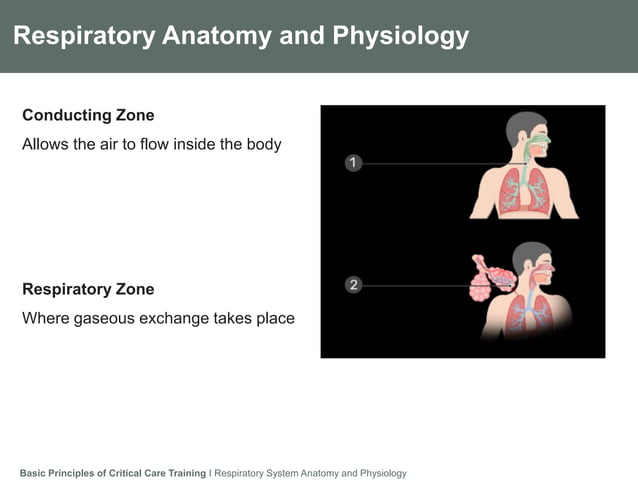 Module 2.1 Respiratory Anatomy & Physiology | PPTX | Lung and ...