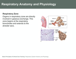 Module 2.1 Respiratory Anatomy & Physiology | PPTX