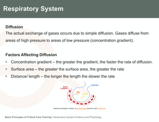 Module 2.1 Respiratory Anatomy & Physiology | PPTX | Lung and ...