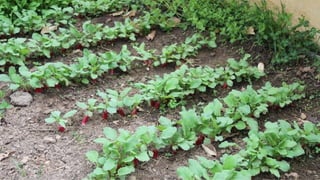 TECHNOLOGY LIVELIHOOD EDUCATION Module 2 - Lesson 1.pptx