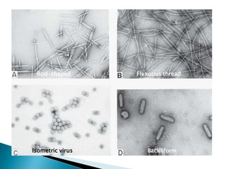 Module 2nd,,, plant viruses | PPTX