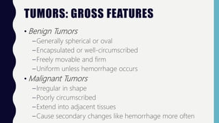 Pathophysiology: Cancer and Genetics | PPTX