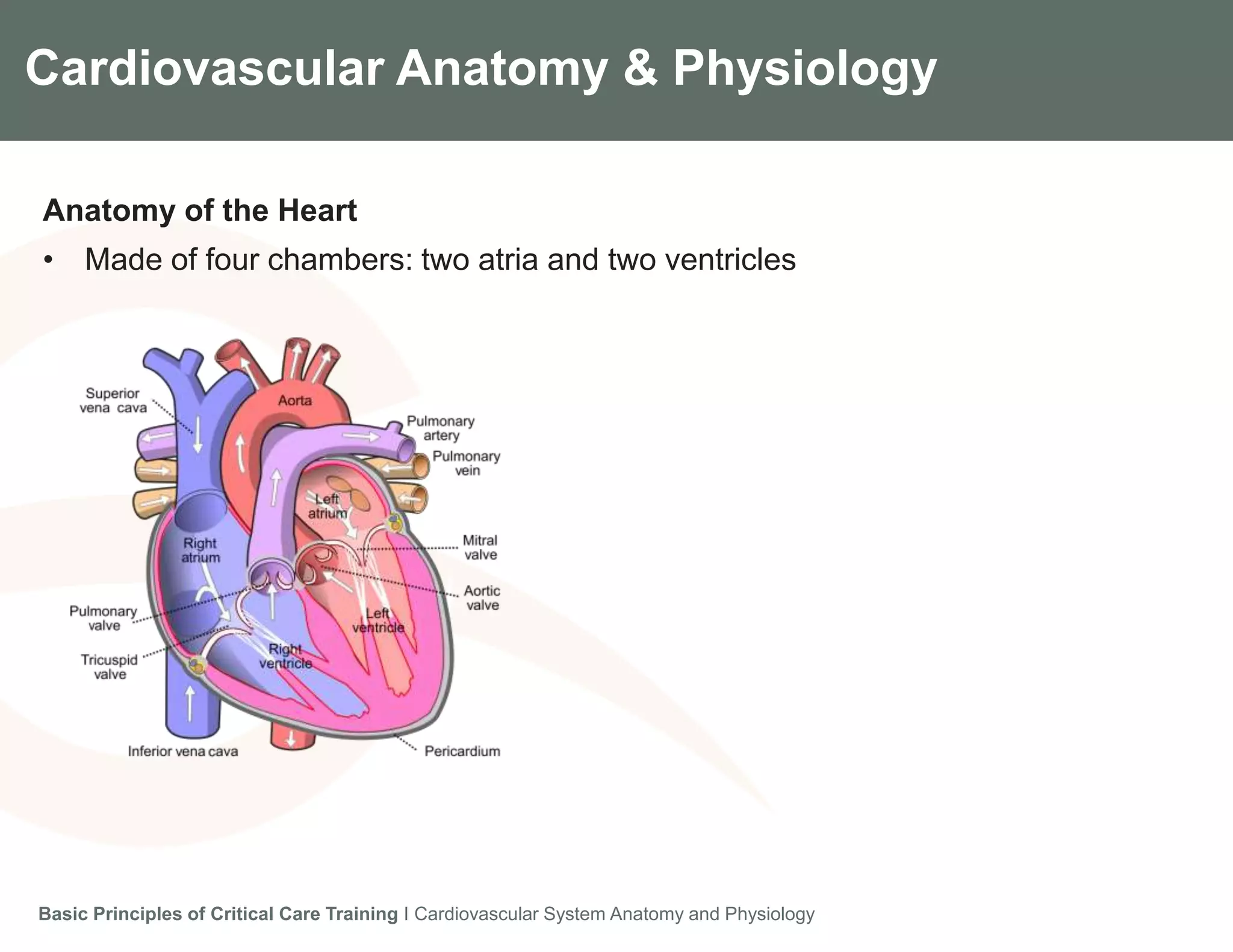Module 3.1 Cardiovascular System Anatomy & Physiology | PPT