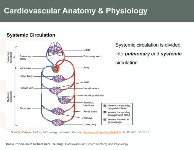 Module 3.1 Cardiovascular System Anatomy & Physiology | PPT