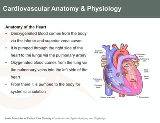 Module 3.1 Cardiovascular System Anatomy & Physiology | PPT