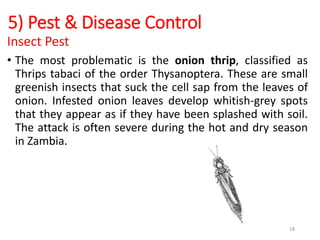 Module 3.06 (No.2) Onion Cultivation【under revision】.pptx