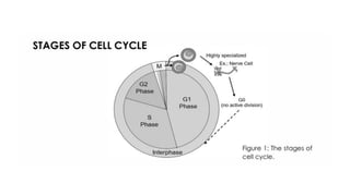 Module 3.pdf THE CELL CYCLE AND ITS FUNCTIONS | PDF