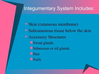 Module 3 integumentary system 1 | PPT