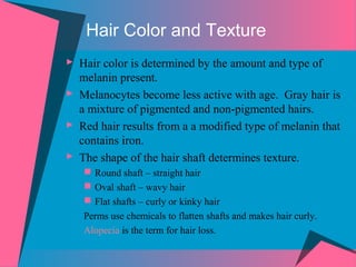 Module 3 integumentary system 1 | PPT