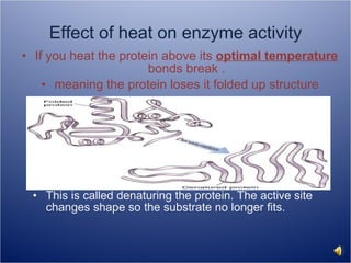 Module 3, lesson 2 enzymes3 | PPT