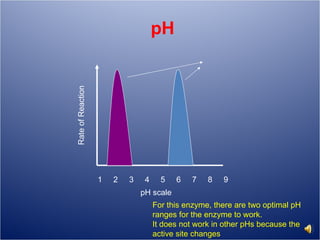 Module 3, lesson 2 enzymes3 | PPT