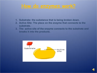 Module 3, lesson 2 enzymes3 | PPT