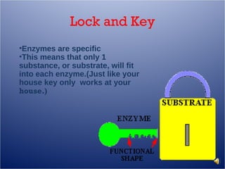 Module 3, lesson 2 enzymes3 | PPT