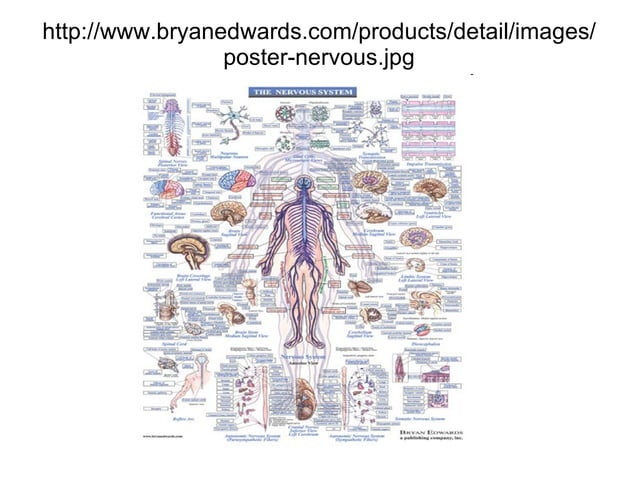 Module 3 neural and hormonal systems | PPT
