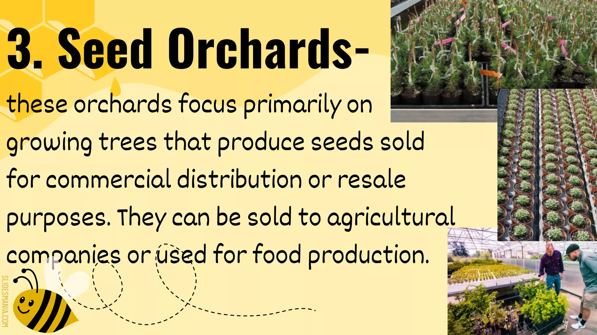 Module 3_ ORCHARD FARMS AND PLANT PROPAGATION .pptx