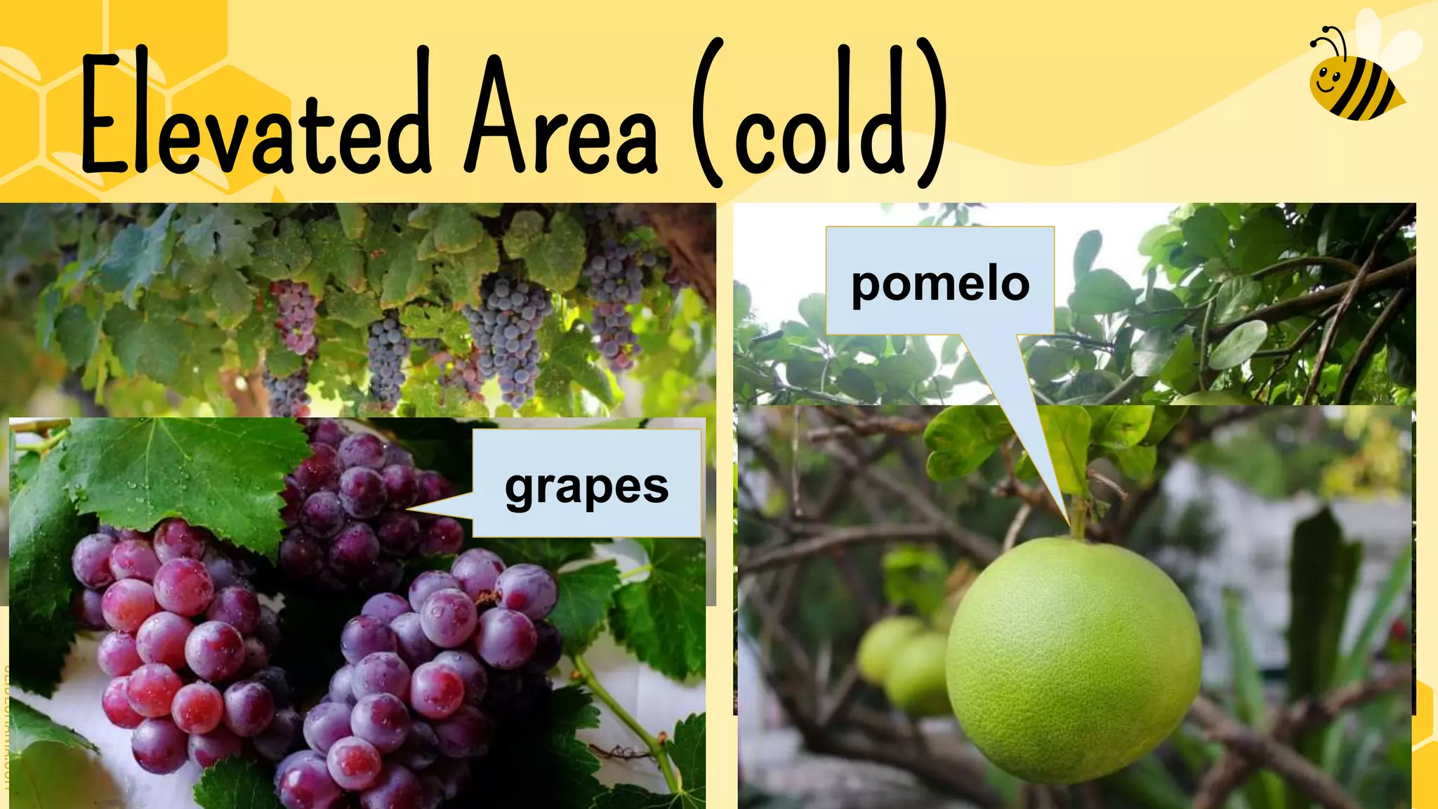 Module 3_ ORCHARD FARMS AND PLANT PROPAGATION .pptx