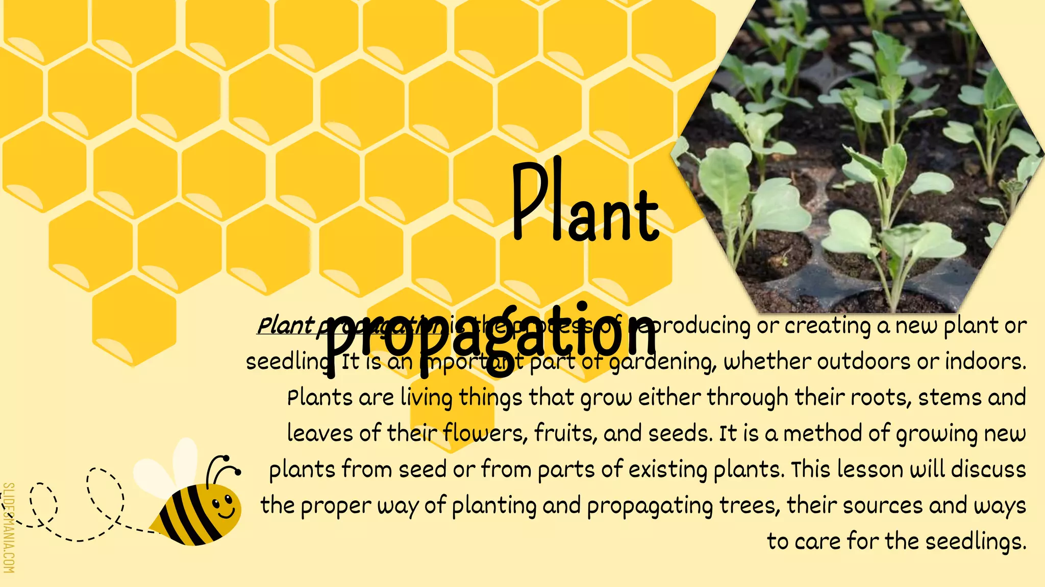 Module 3_ ORCHARD FARMS AND PLANT PROPAGATION .pptx