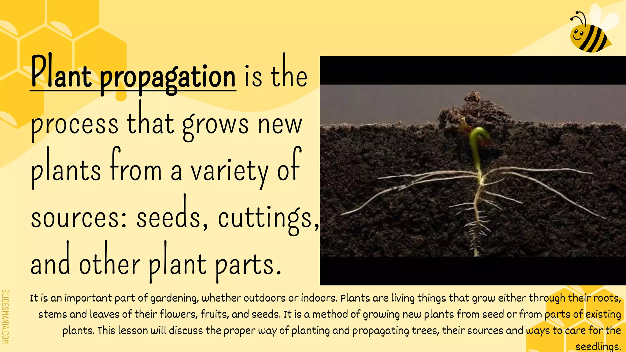 Module 3_ ORCHARD FARMS AND PLANT PROPAGATION .pptx