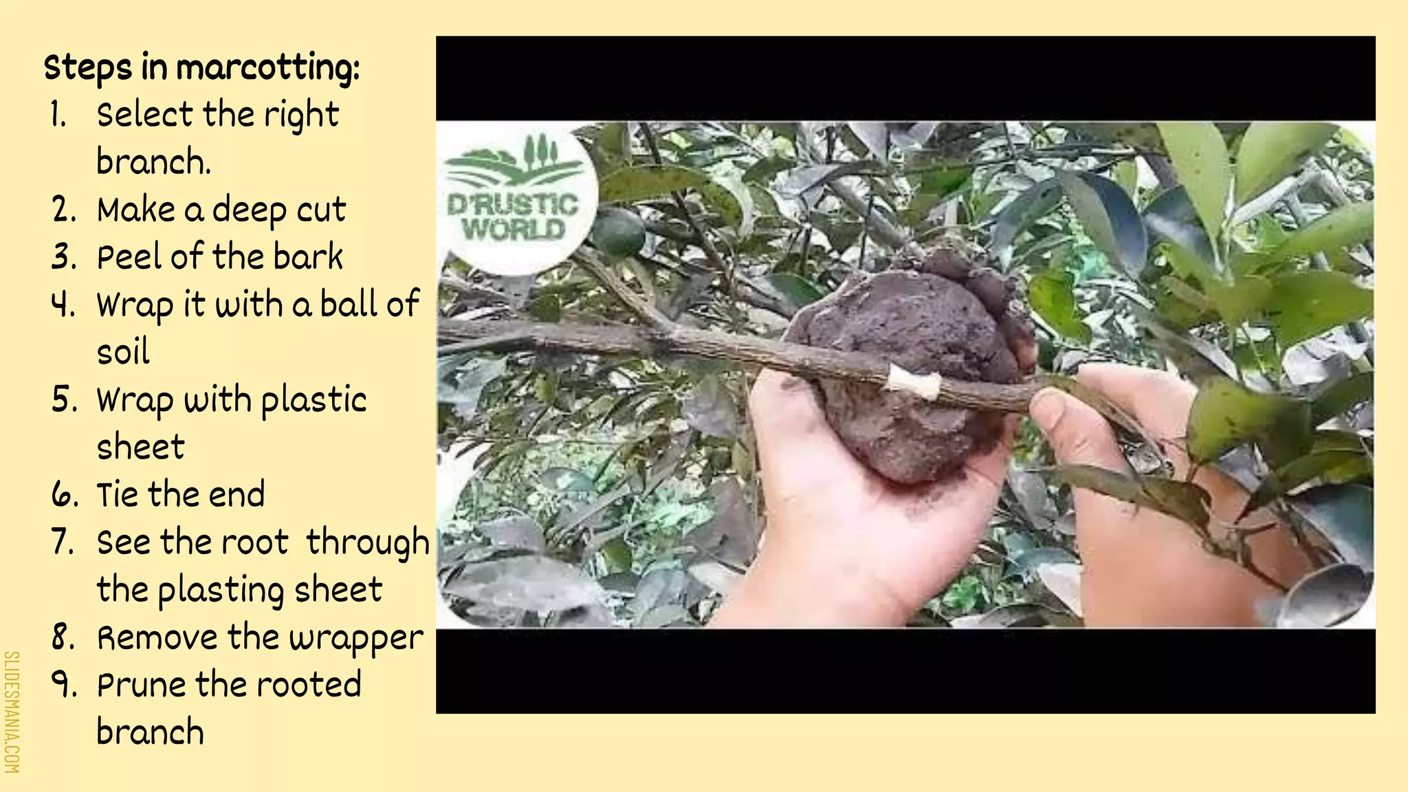 Module 3_ ORCHARD FARMS AND PLANT PROPAGATION .pptx