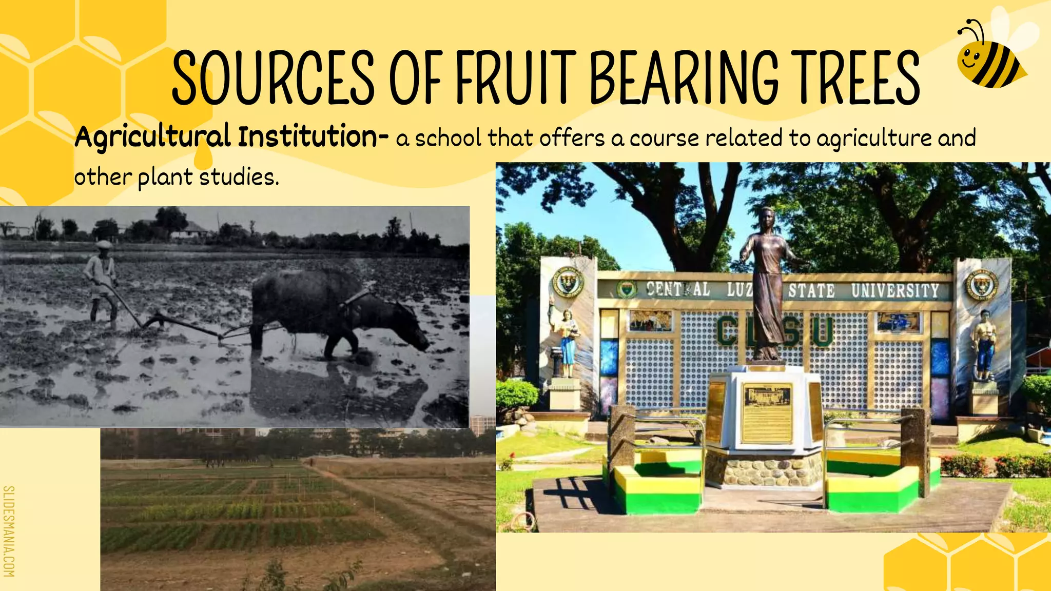 Module 3_ ORCHARD FARMS AND PLANT PROPAGATION .pptx