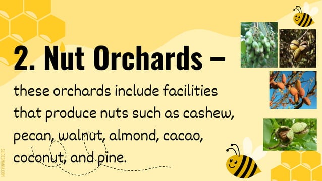 Module 3_ ORCHARD FARMS AND PLANT PROPAGATION .pptx