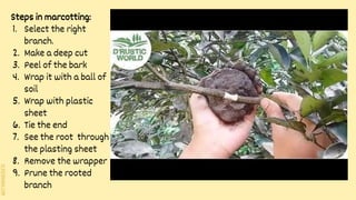 Module 3_ ORCHARD FARMS AND PLANT PROPAGATION .pptx
