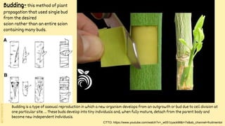 Module 3_ ORCHARD FARMS AND PLANT PROPAGATION .pptx