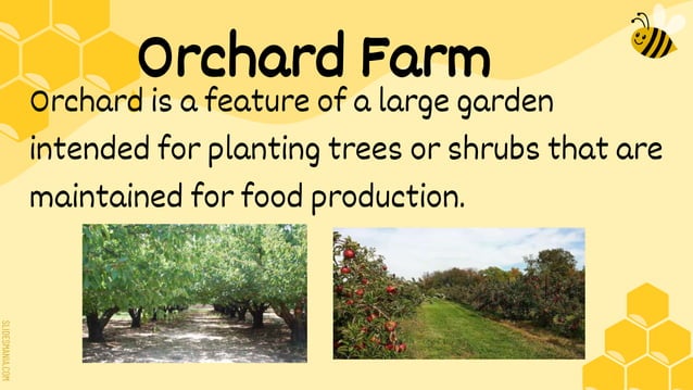 Module 3_ ORCHARD FARMS AND PLANT PROPAGATION .pptx