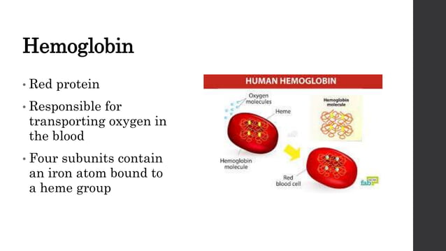 Pathophysiology: Hematology | PPTX