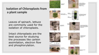 Module 4 isolation of chloroplasts and characterization of ...