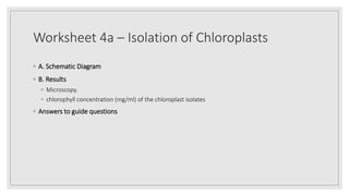Module 4 isolation of chloroplasts and characterization of ...