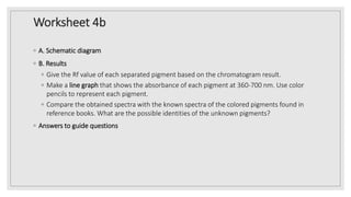 Module 4 isolation of chloroplasts and characterization of ...