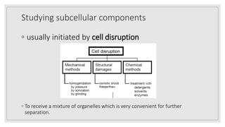Module 4 isolation of chloroplasts and characterization of ...