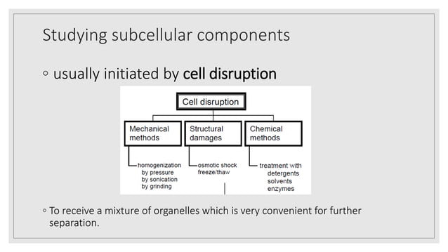 Module 4 isolation of chloroplasts and characterization of ...