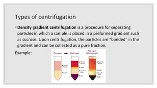 Module 4 isolation of chloroplasts and characterization of ...