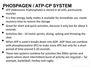 Module 4 mcc sports nutrition credit course - energy substrates used ...