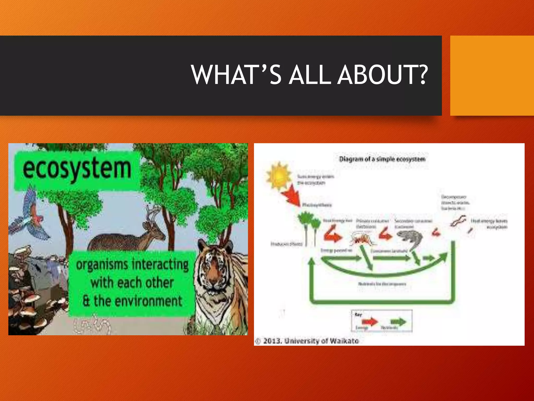 Module 4, ecosystem life energy | PPTX