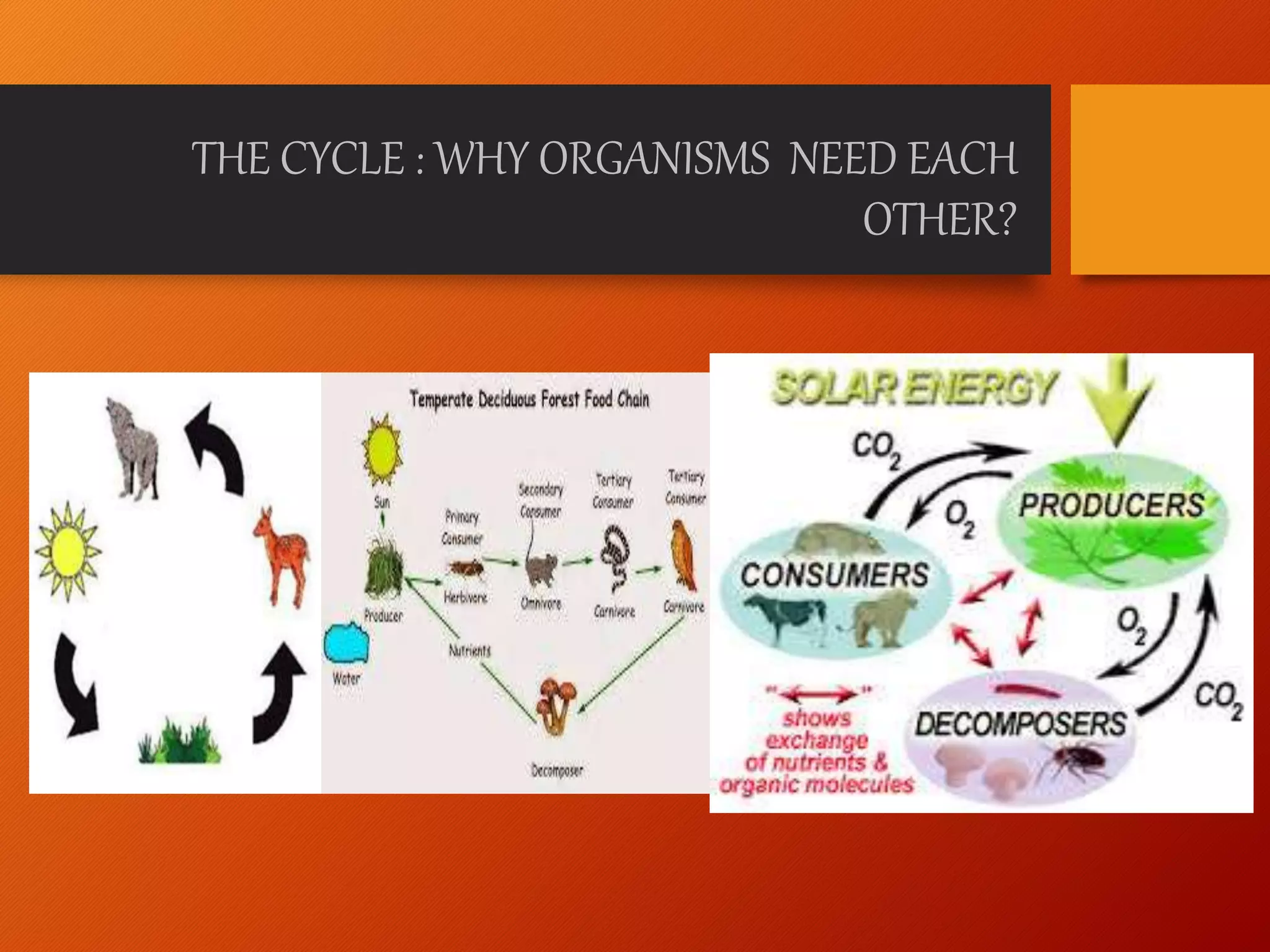 Module 4, ecosystem life energy | PPTX