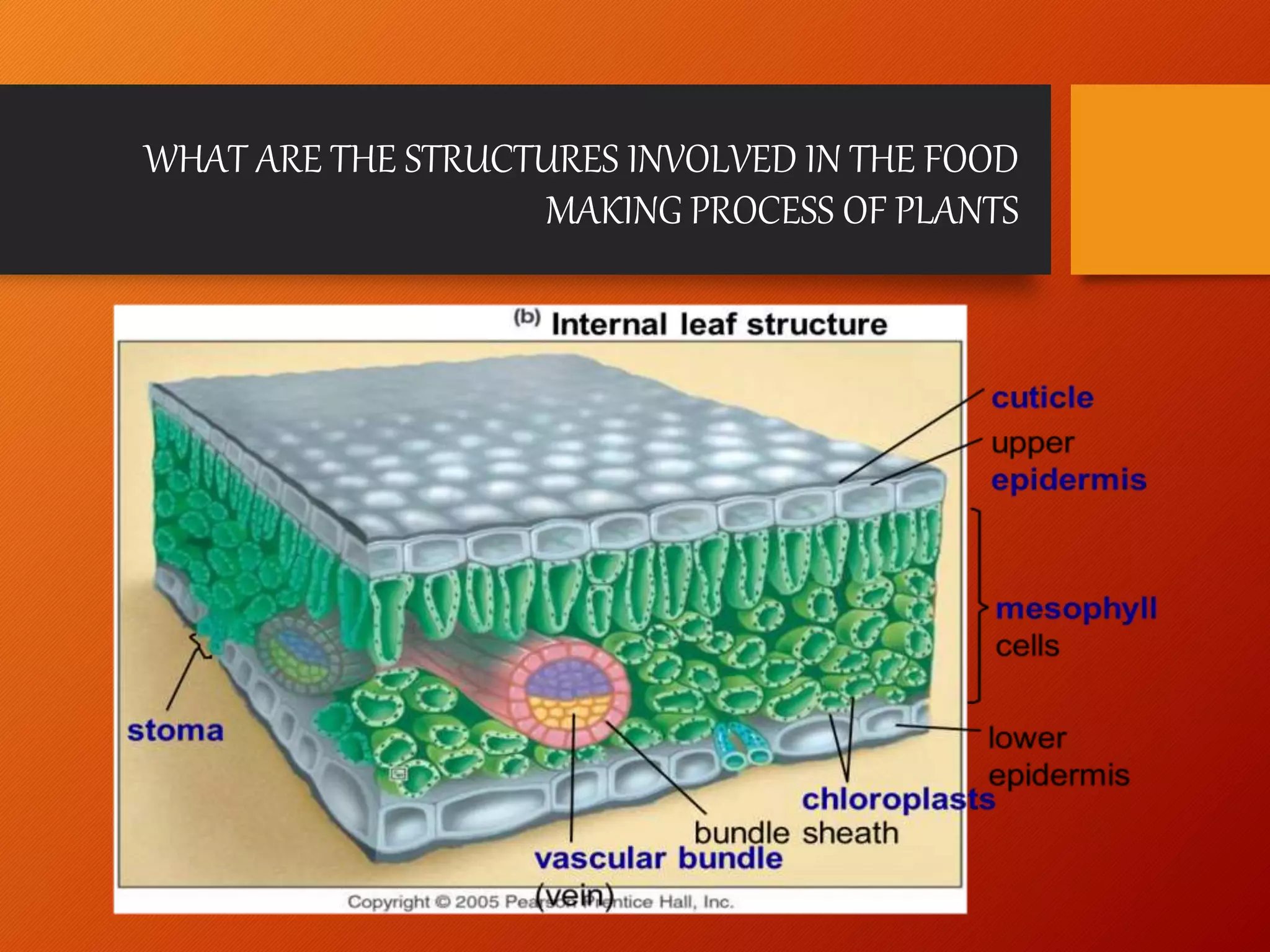 Module 4, ecosystem life energy | PPTX