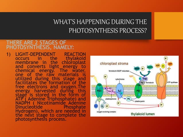 Module 4, ecosystem life energy | PPTX | Gardening | Home & Garden