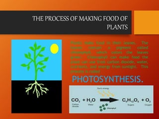 Module 4, ecosystem life energy | PPTX