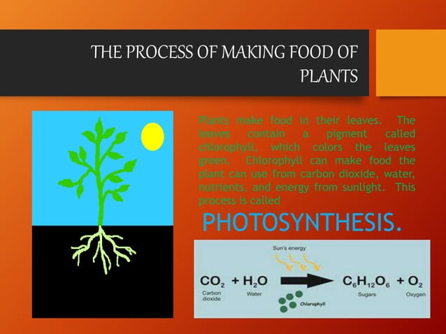 Module 4, ecosystem life energy | PPTX | Gardening | Home & Garden