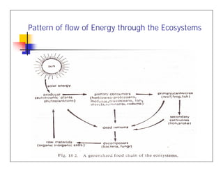 Module 4 energy flow in ecosystems | PDF