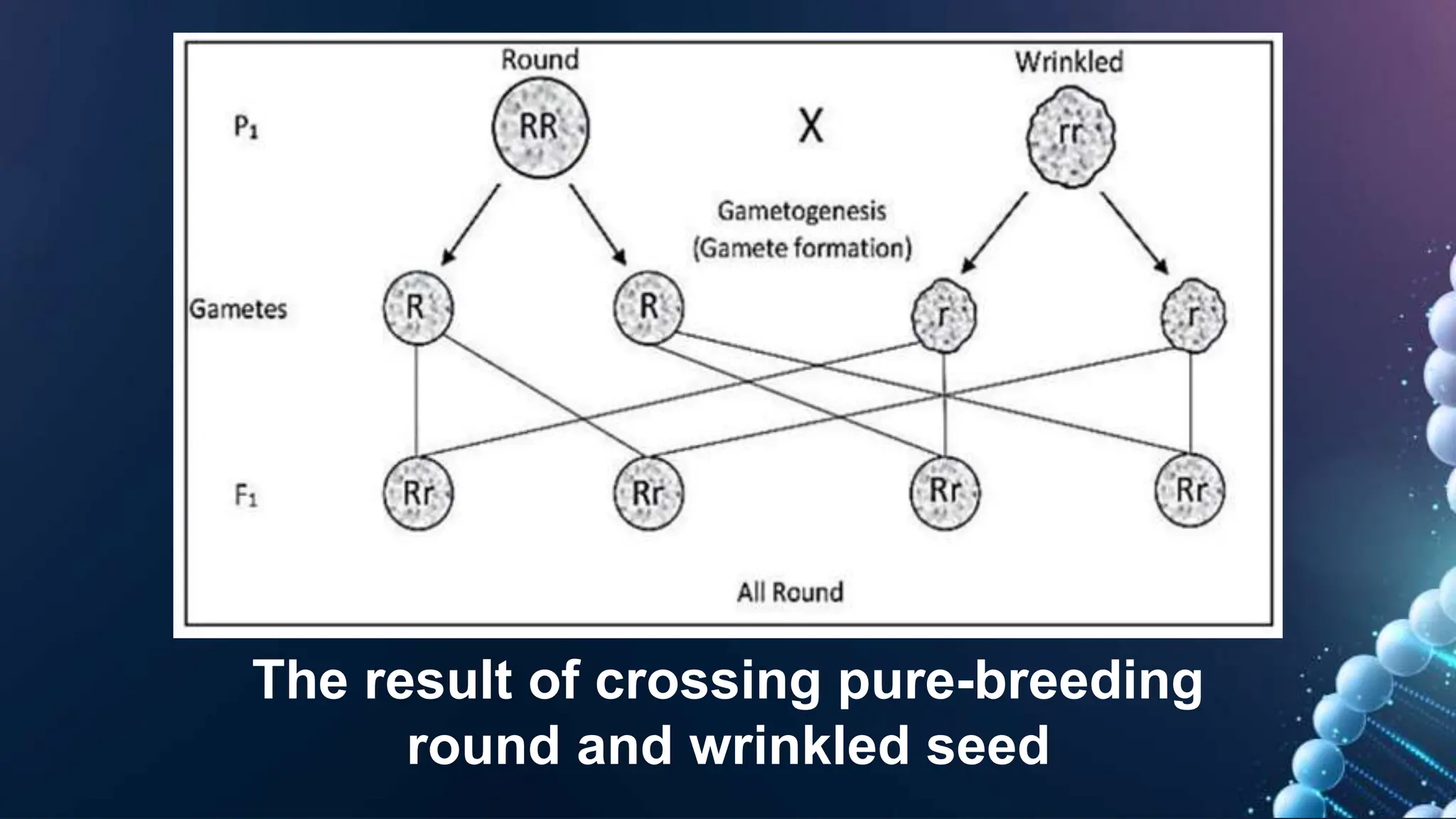 Module 4: Mendelian Genetics and Punnett Square | PPTX