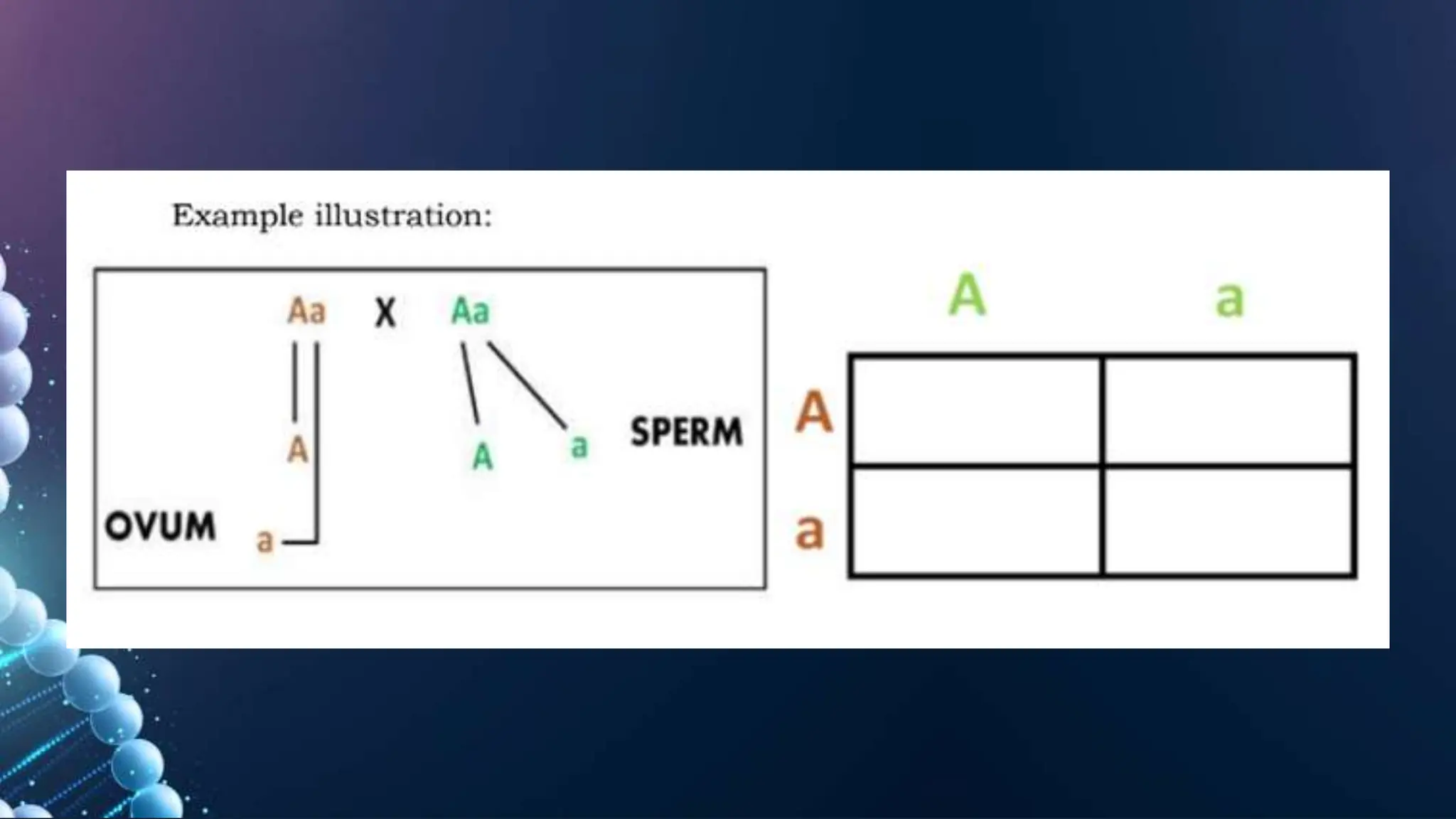 Module 4: Mendelian Genetics and Punnett Square | PPTX