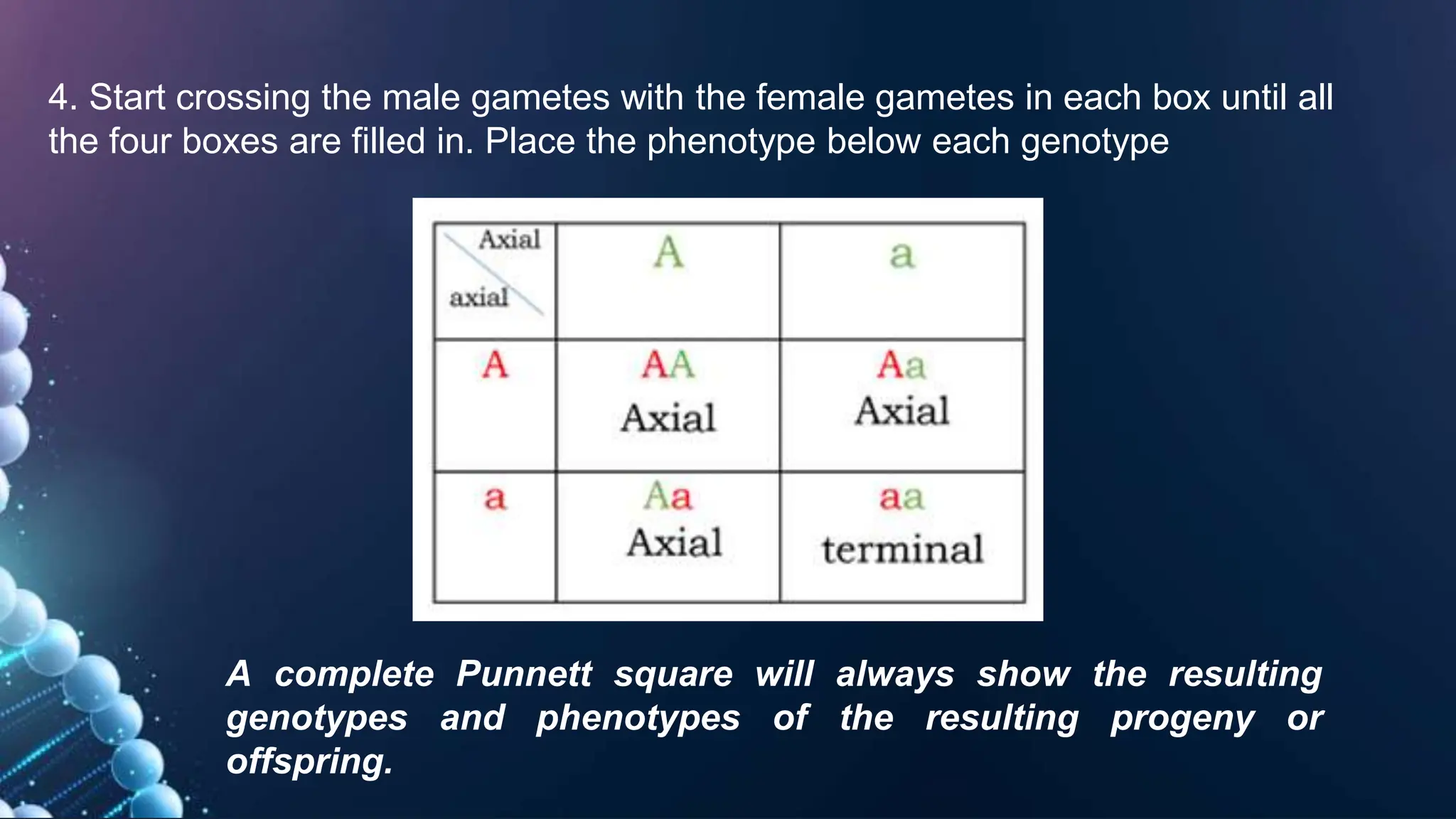 Module 4: Mendelian Genetics and Punnett Square | PPTX