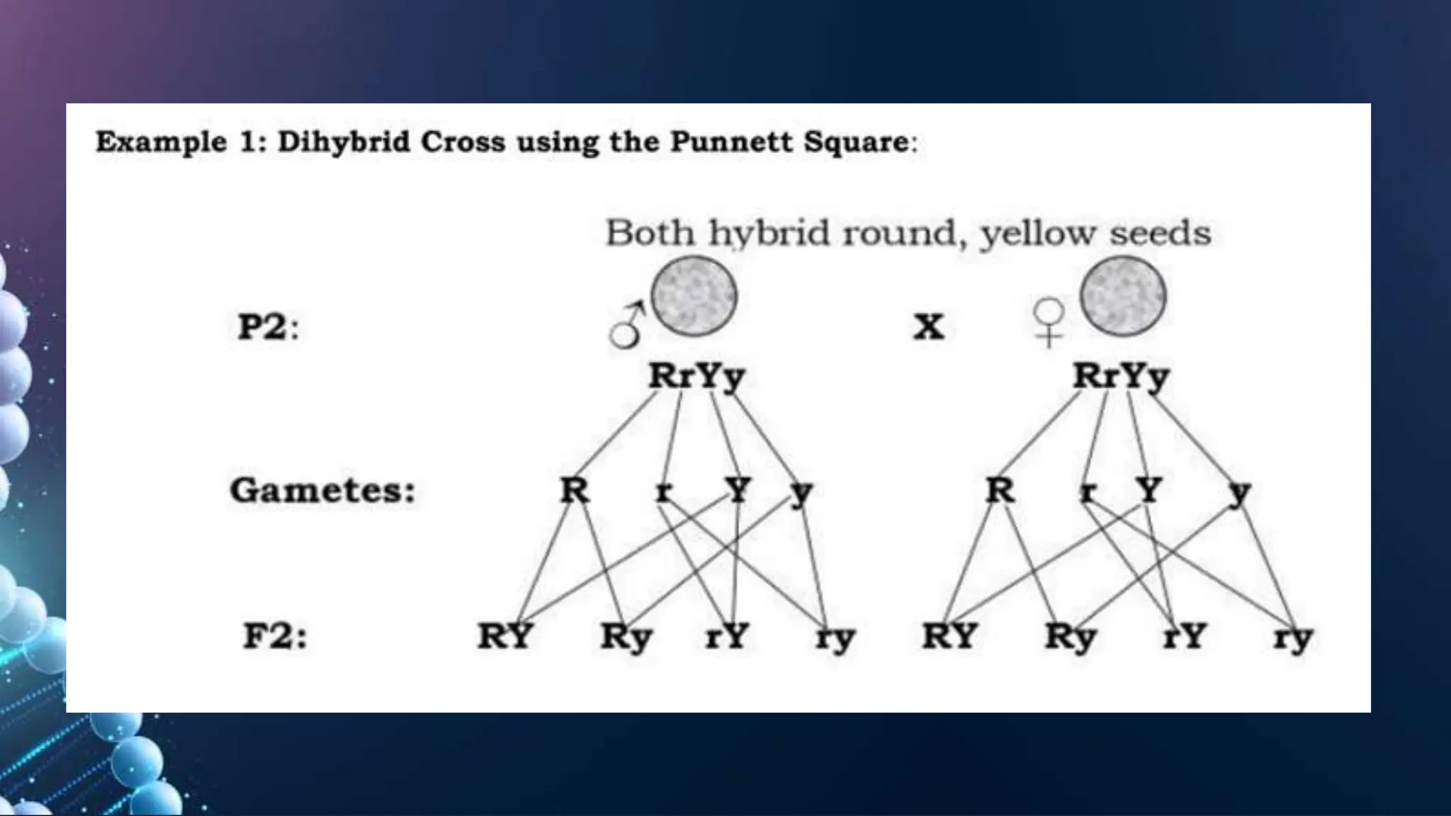 Module 4: Mendelian Genetics and Punnett Square | PPTX
